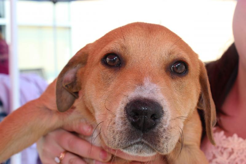 Jack Russell Terrier Yellow Lab Mix
