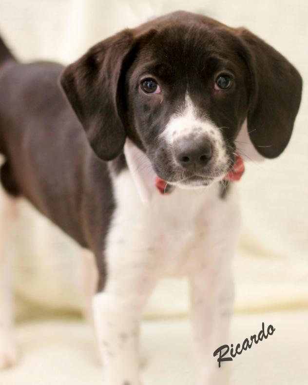 Beagle English Pointer Mix