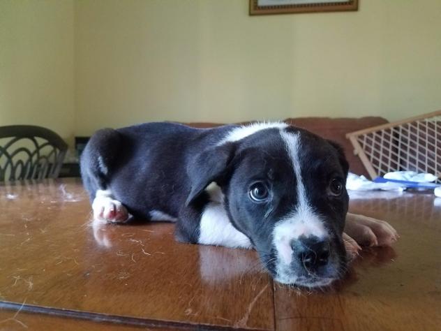 Dog adoption Archives - Page 92 of 185 - GaPundit