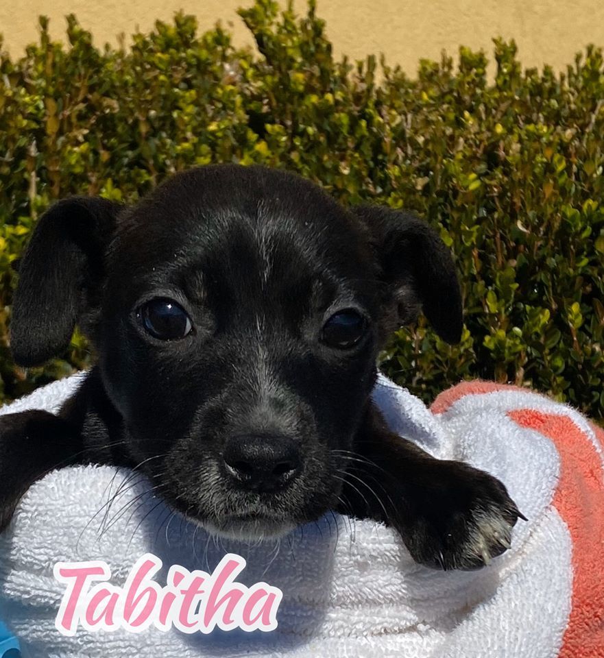 Daily Dogs Archives | Page 35 of 188 | GaPundit