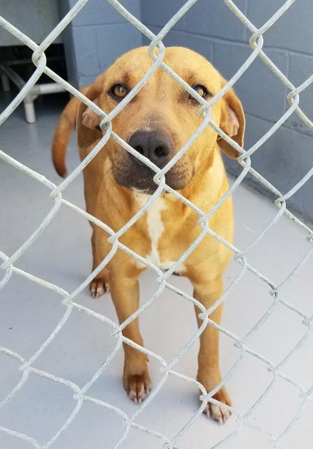 Dog adoption | GaPundit | Page 67