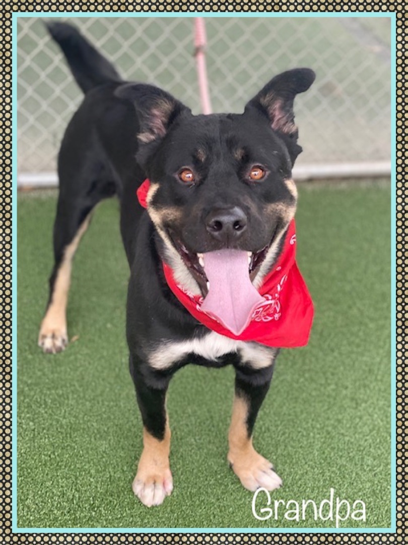 Adoptable (Official) Georgia Dogs for February 3, 2023 | GaPundit