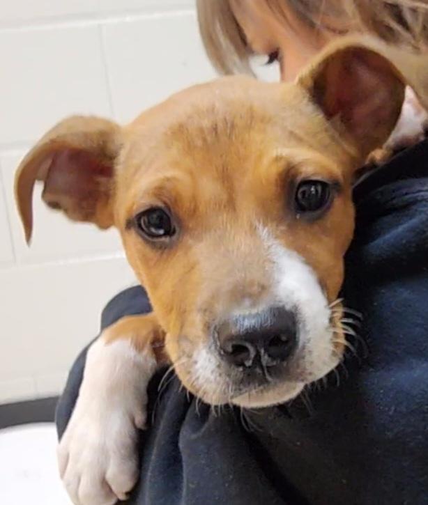 Adoptable (Official) Georgia Dogs for June 23, 2023 | GaPundit