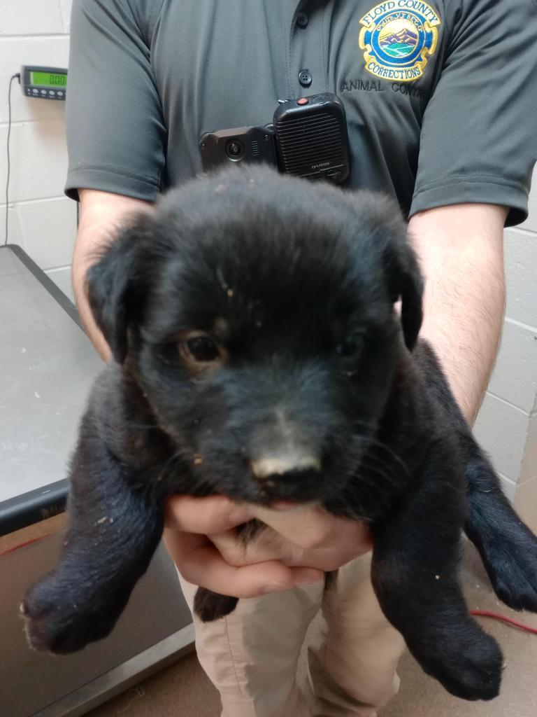 Adoptable (Official) Georgia Dogs for June 23, 2023 | GaPundit