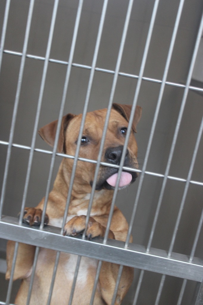 Adoptable (Official) Georgia Dogs for June 23, 2023 | GaPundit