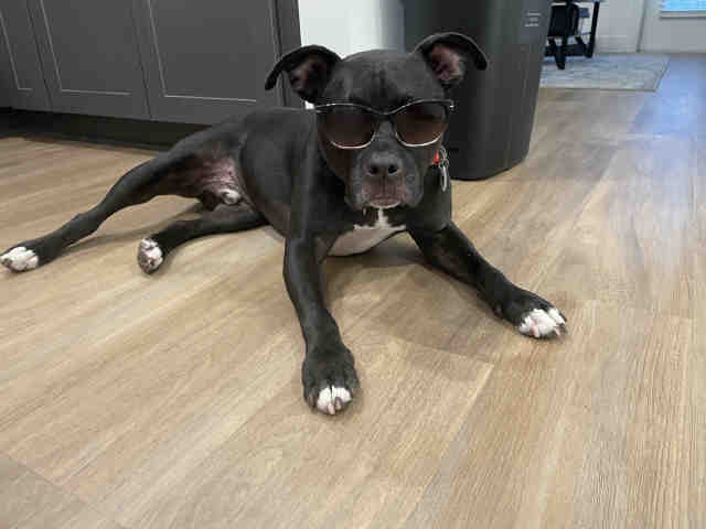 Daily Dogs | GaPundit | Page 17