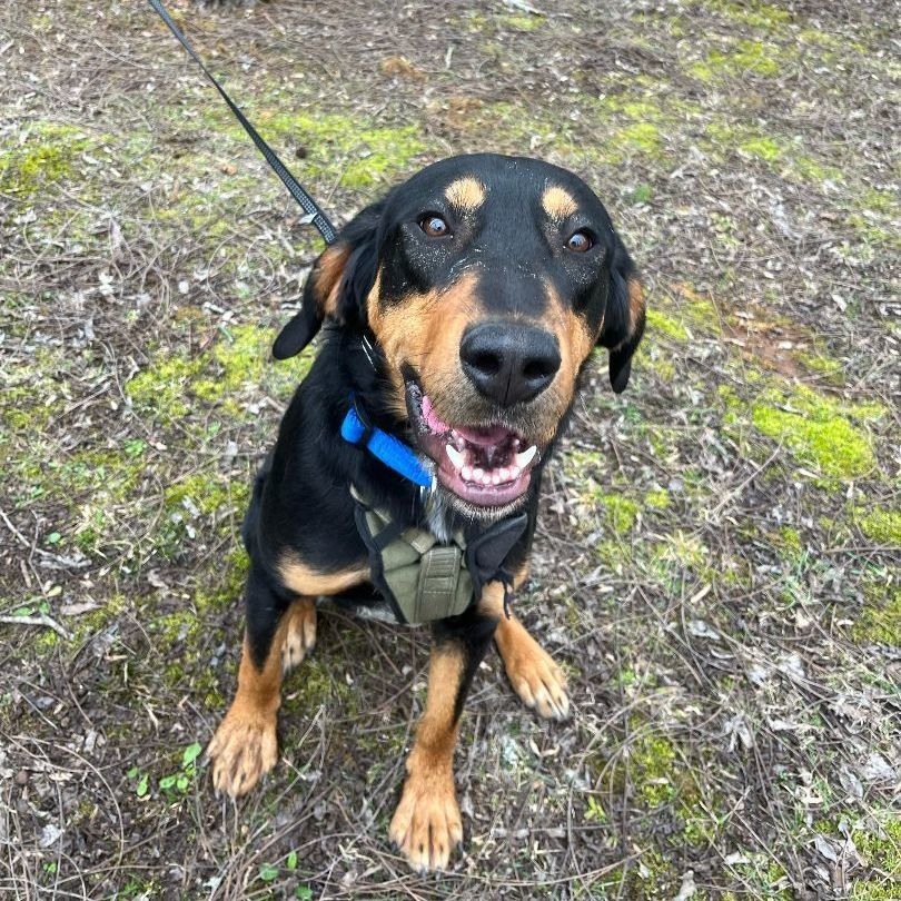 Adoptable (Official) Georgia Dogs for July 31, 2023 | GaPundit