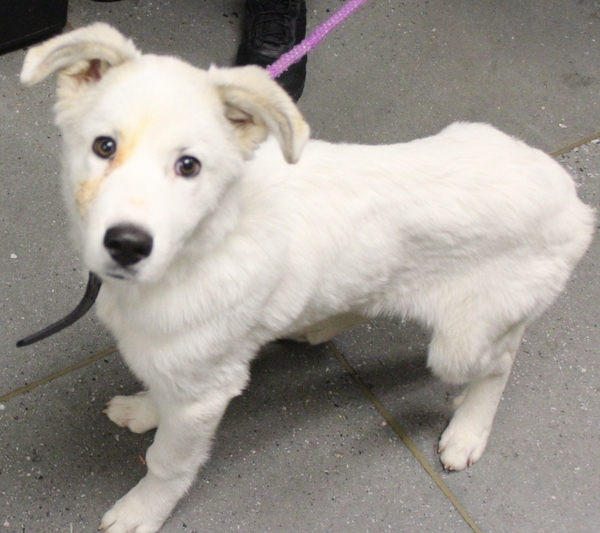 Adoptable (Official) Georgia Dogs for January 2, 2024 | GaPundit