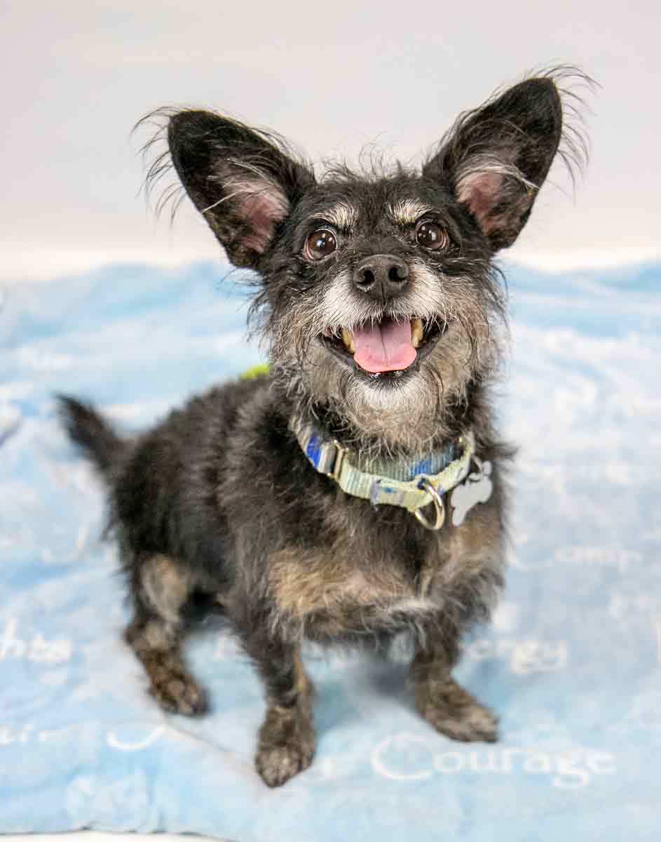 Adoptable (Official) Georgia Dogs for January 12, 2024 | GaPundit