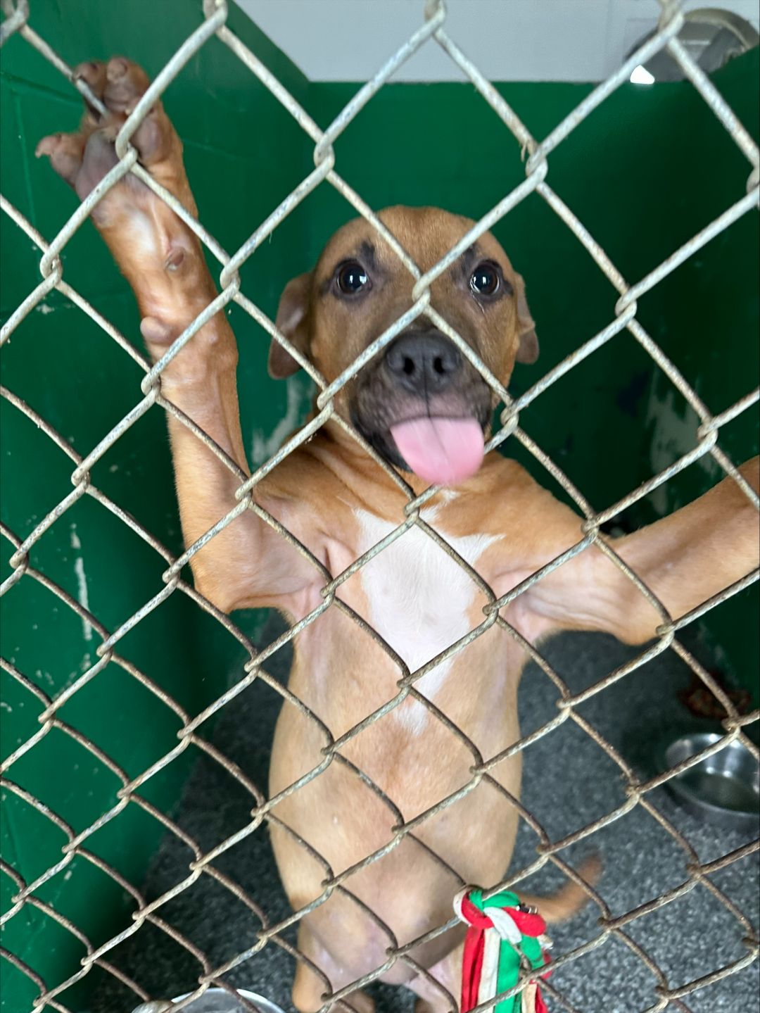 Adoptable (Official) Georgia Dogs for February 19, 2024 | GaPundit