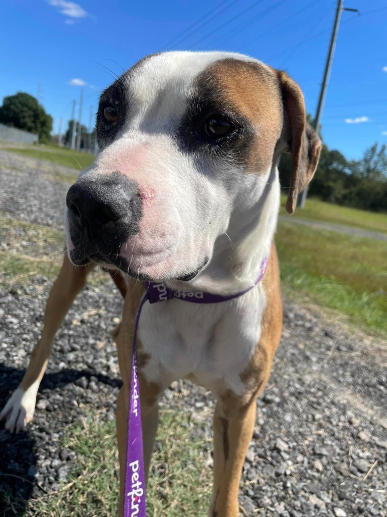 Adoptable (Official) Georgia Dogs for February 21, 2024 | GaPundit