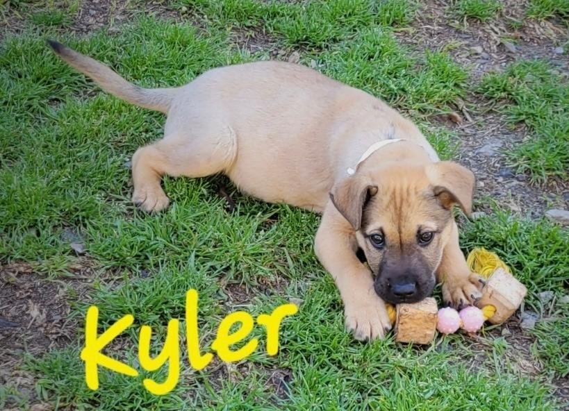 Adoptable (Official) Georgia Dogs for March 1, 2024 | GaPundit