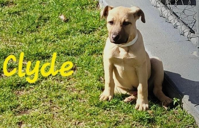 Adoptable (Official) Georgia Dogs for March 1, 2024 | GaPundit