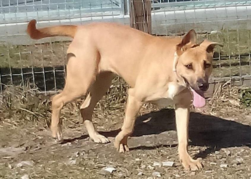 Adoptable (Official) Georgia Dogs for March 1, 2024 | GaPundit