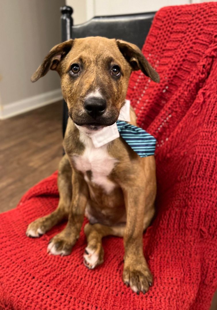 Adoptable (Official) Georgia Dogs for March 6, 2024 | GaPundit