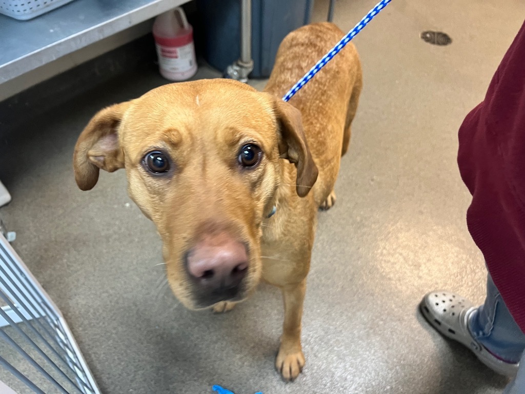 Adoptable (Official) Georgia Dogs for March 11, 2024 | GaPundit