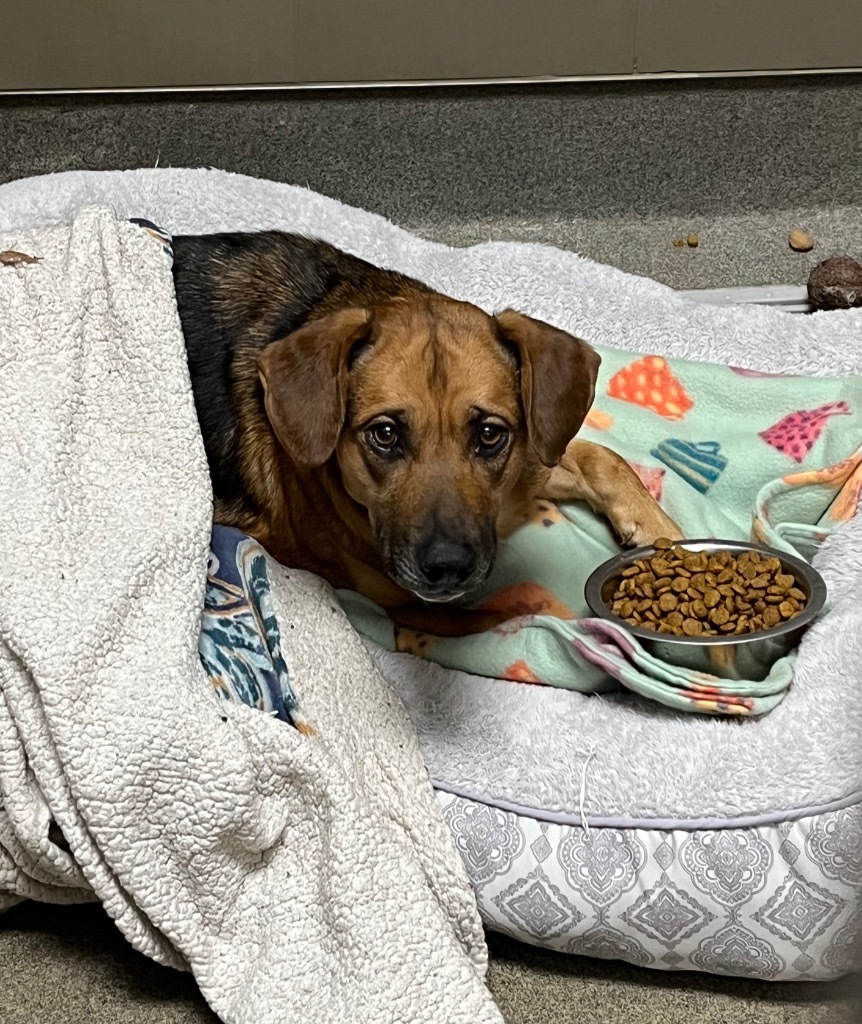 Adoptable (Official) Georgia Dogs for March 11, 2024 | GaPundit