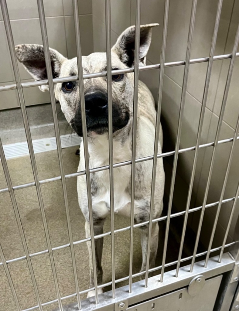 Adoptable (Official) Georgia Dogs for March 11, 2024 | GaPundit