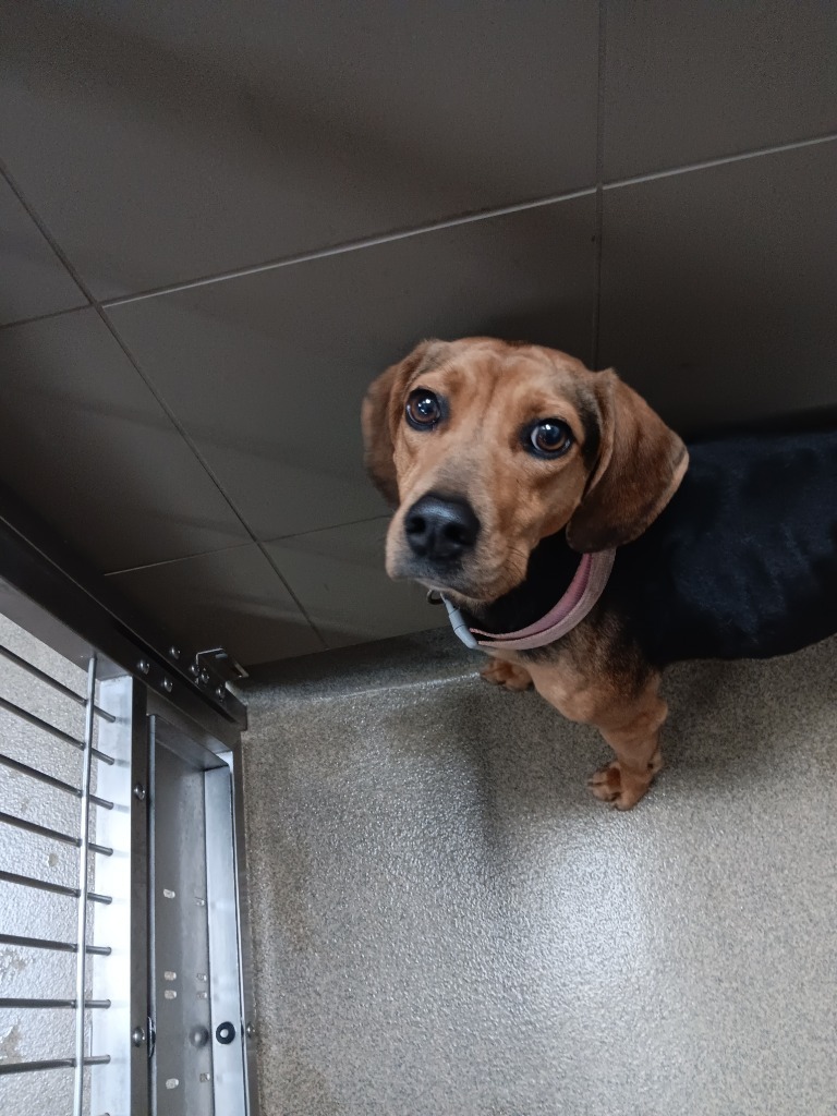 Adoptable (Official) Georgia Dogs for March 20, 2024 | GaPundit