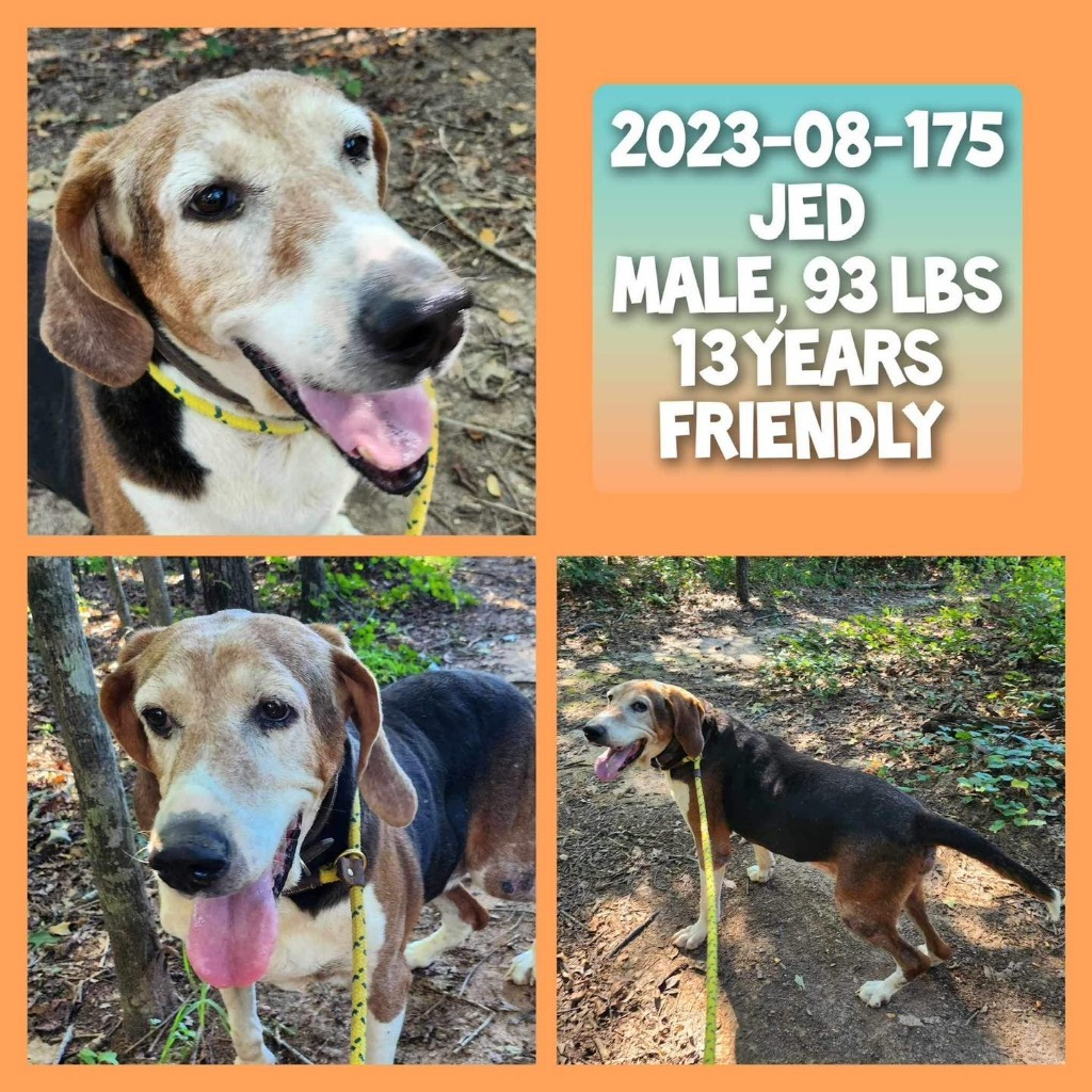 Adoptable (Official) Georgia Dogs for April 22, 2024 | GaPundit