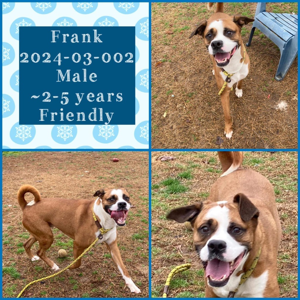 Adoptable (Official) Georgia Dogs for April 22, 2024 | GaPundit