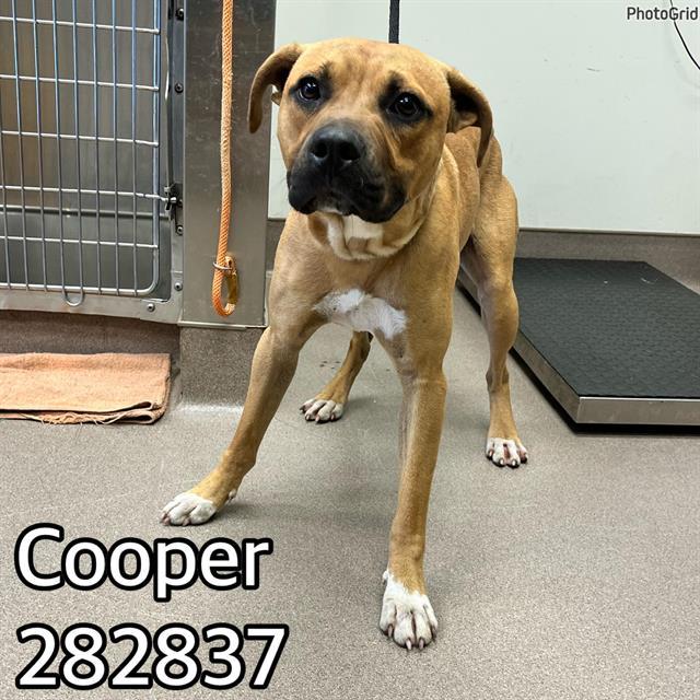 Adoptable (Official) Georgia Dogs for April 26, 2024 | GaPundit
