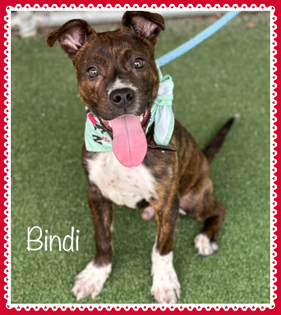 Adoptable (Official) Georgia Dogs for May 7, 2024 | GaPundit