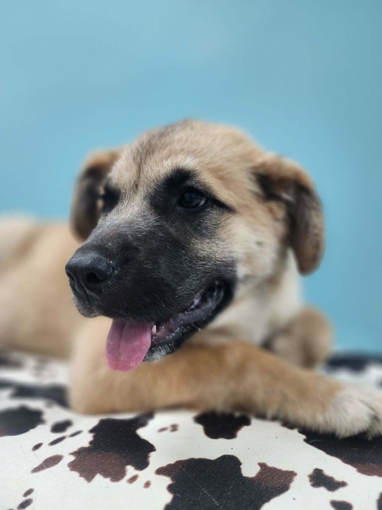 Adoptable (Official) Georgia Dogs for May 15, 2024 | GaPundit