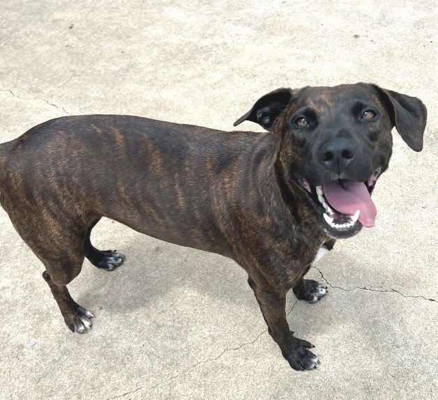 Adoptable (Official) Georgia Dogs for June 7, 2024 | GaPundit