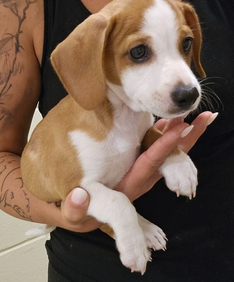 Adoptable (Official) Georgia Dogs for July 16, 2024 | GaPundit