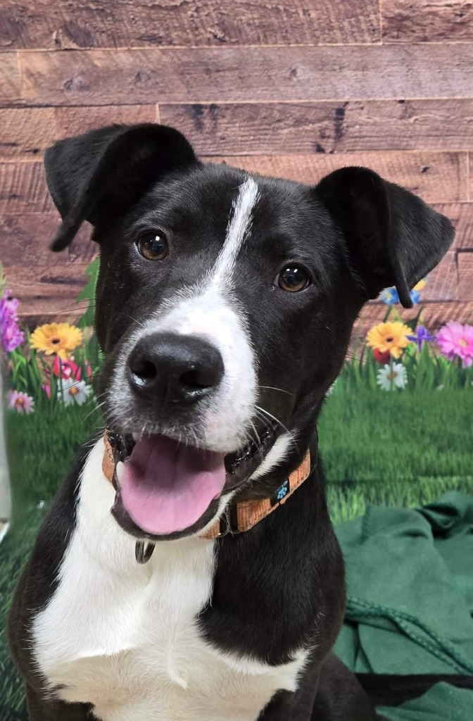 Adoptable (Official) Georgia Dogs for July 17, 2024 | GaPundit