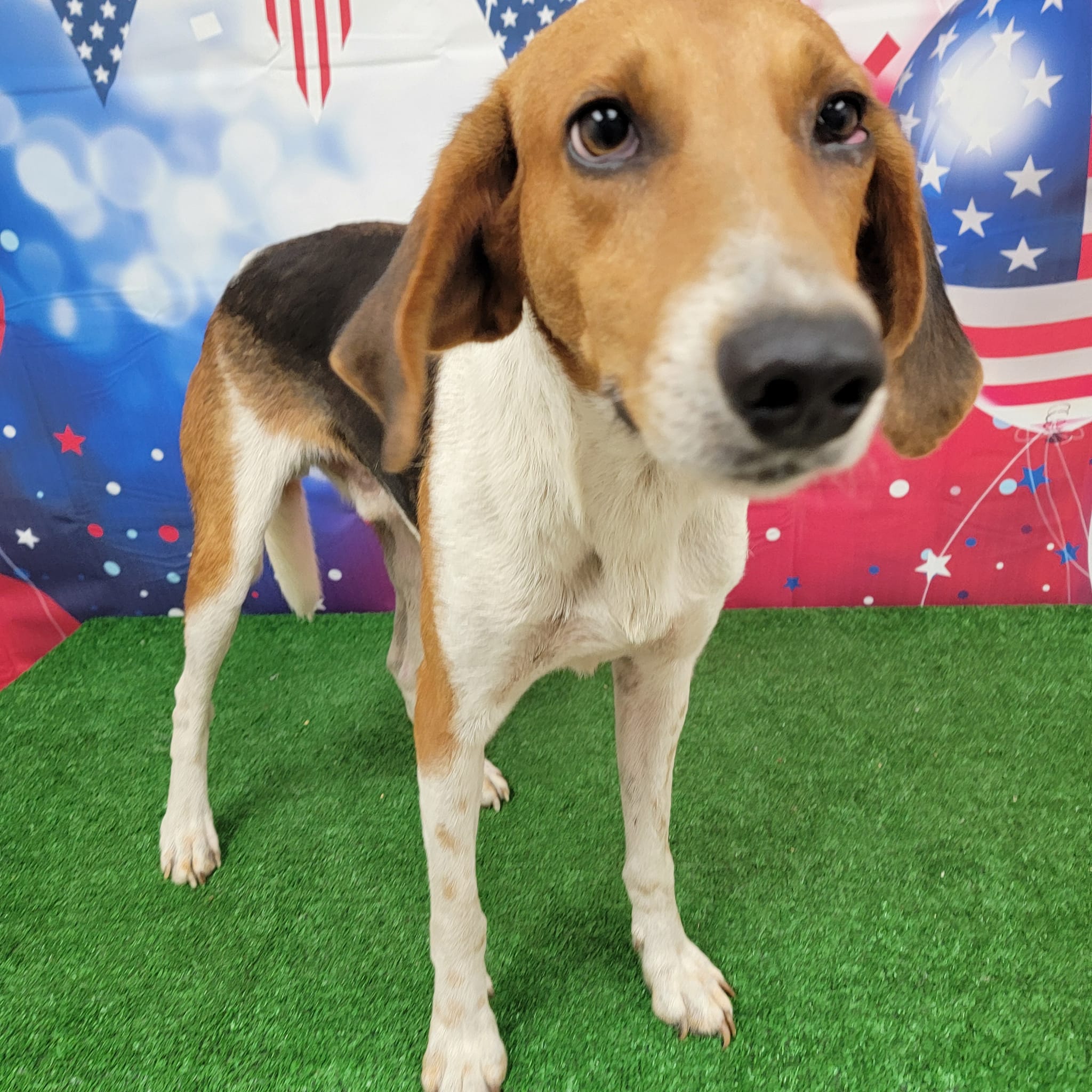 Adoptable (Official) Georgia Dogs for July 26, 2024 | GaPundit