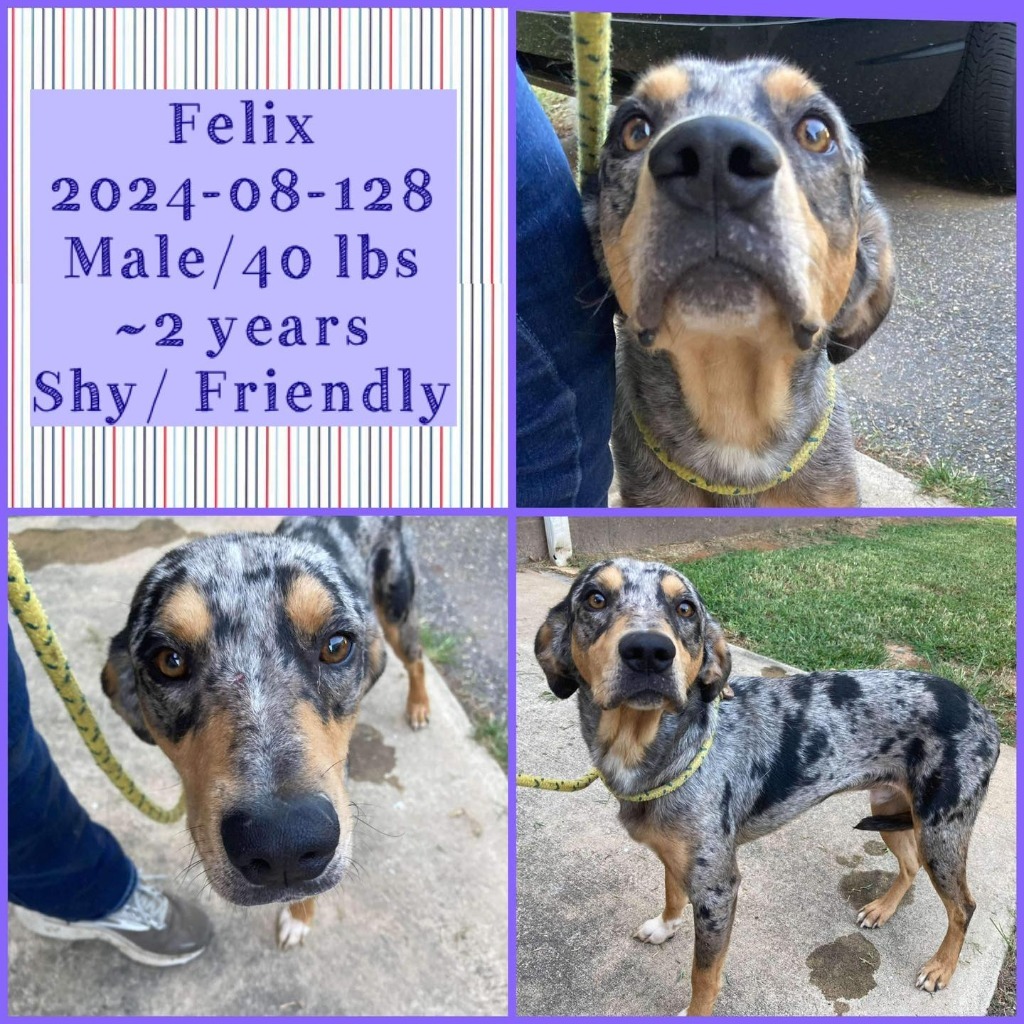 Adoptable (Official) Georgia Dogs for September 6, 2024 | GaPundit