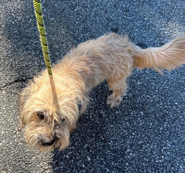 Adoptable (Official) Georgia Dogs for November 4, 2024 | GaPundit