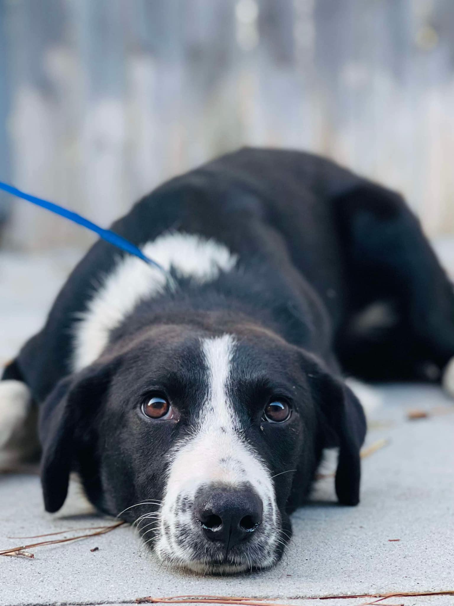 Adoptable (Official) Georgia Dogs for November 6, 2024 | GaPundit