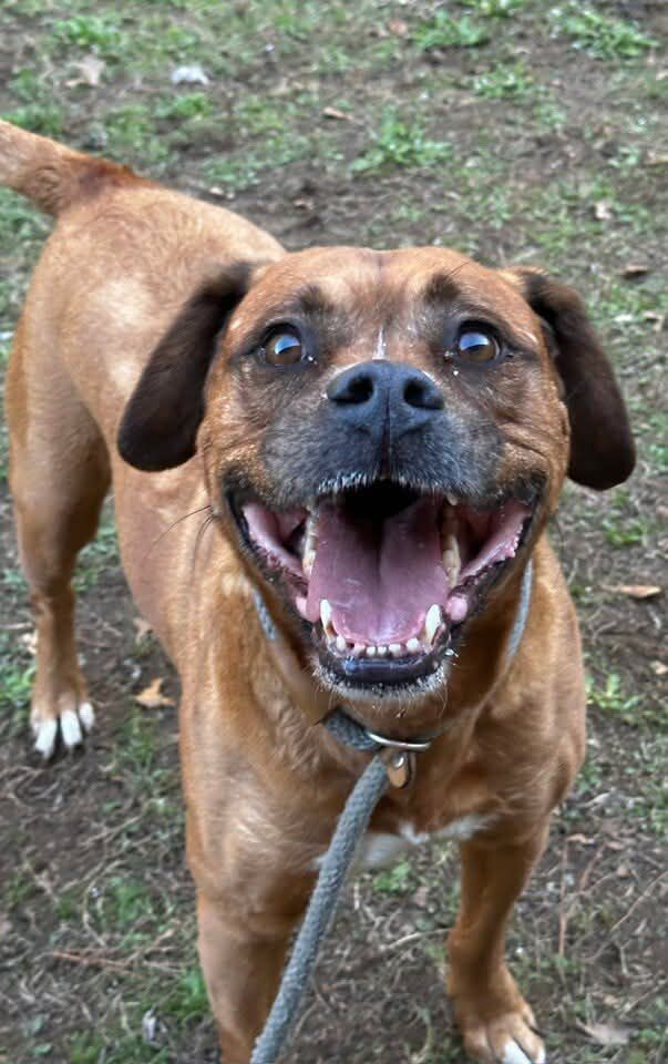 Adoptable (Official) Georgia Dogs for January 8, 2025 | GaPundit