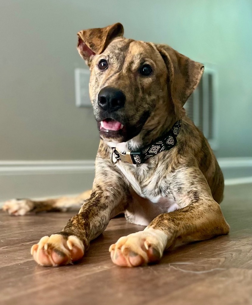 Adoptable (Official) Georgia Dogs for January 13, 2025 | GaPundit