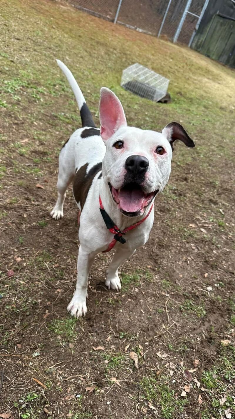 Adoptable (Official) Georgia Dogs for February 3, 2025 | GaPundit