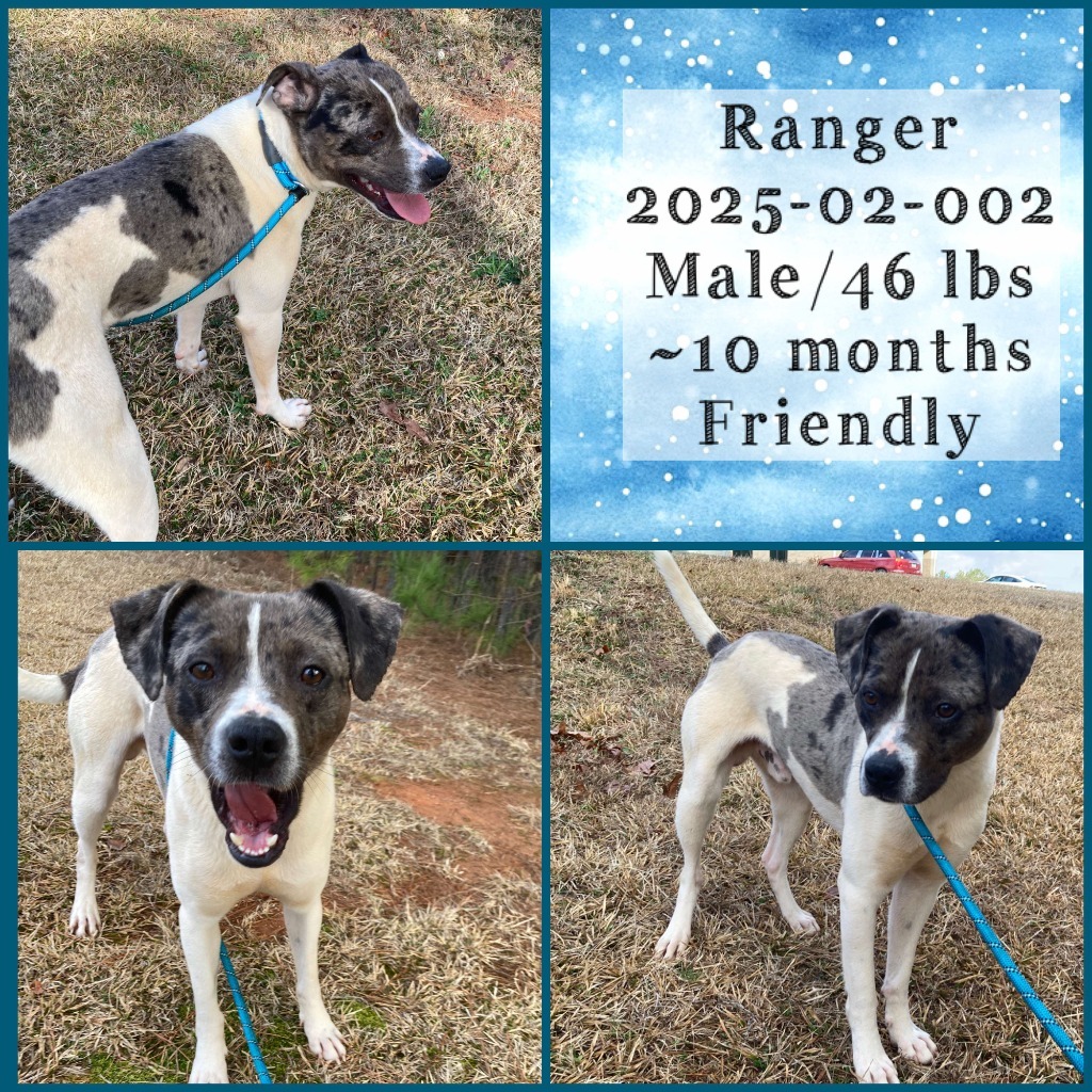 Adoptable (Official) Georgia Dogs for February 10, 2024 | GaPundit