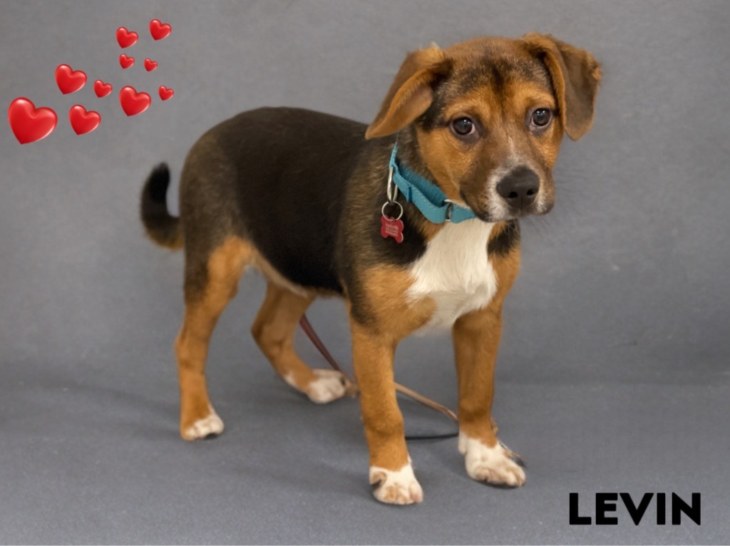 Adoptable (Official) Georgia Dogs for February 19, 2025 | GaPundit