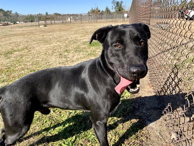 Adoptable (Official) Georgia Dogs for February 24, 2025 | GaPundit