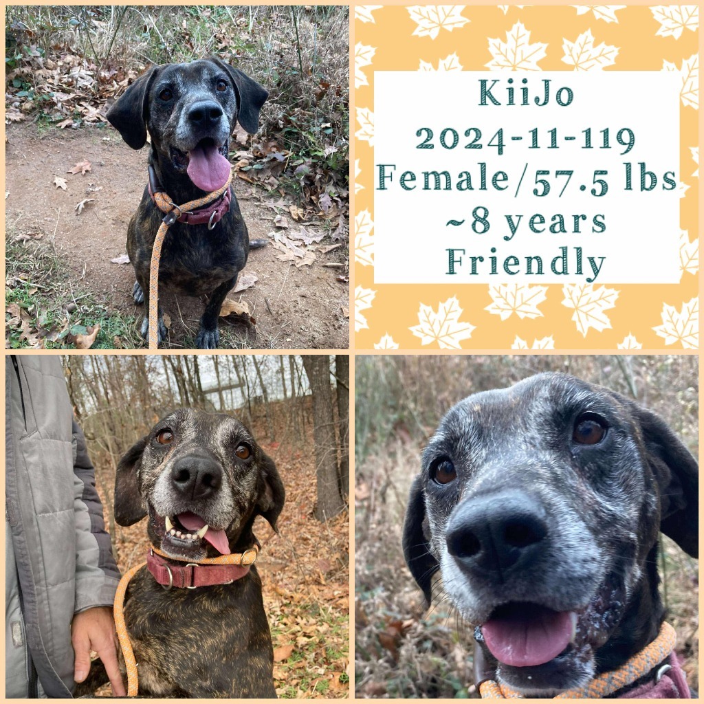 Adoptable (Official) Georgia dogs for March 28, 2025 | GaPundit