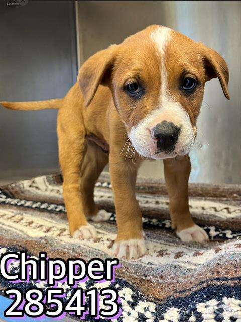 Adoptable (Official) Georgia Dogs for April 22, 2025 | GaPundit