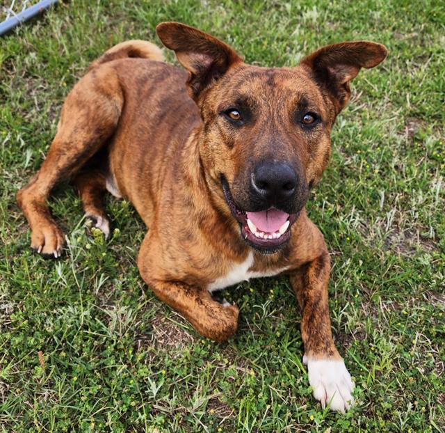 Adoptable (Official) Georgia Dogs for April 23, 2025 | GaPundit