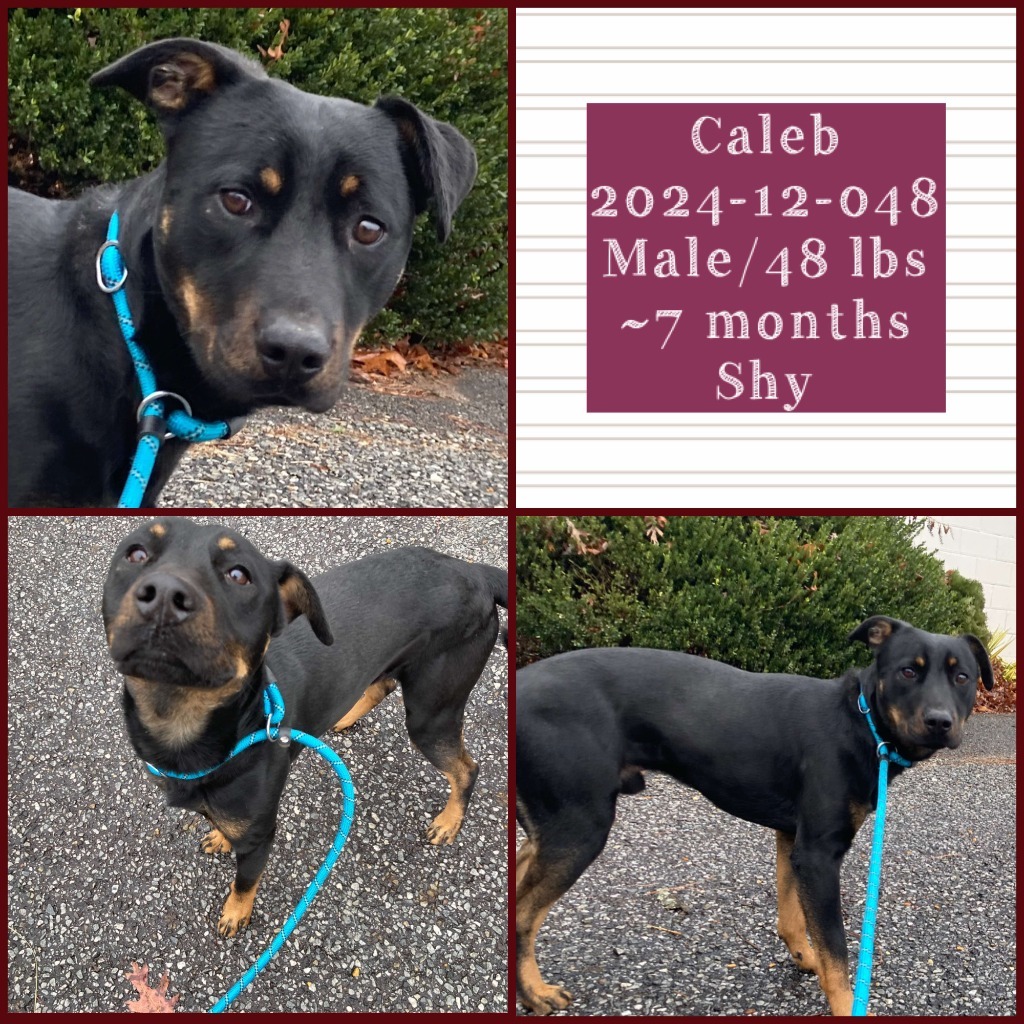 Adoptable (Official) Georgia Dogs for May 5, 2025 | GaPundit