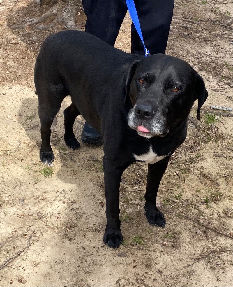 Adoptable (Official) Georgia Dogs for May 7, 2025 | GaPundit