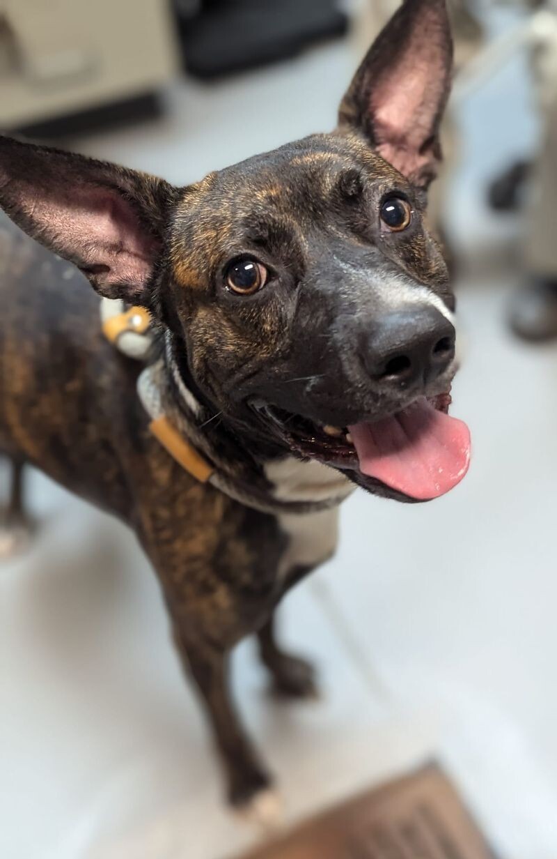 Adoptable (Official) Georgia Dogs for May 7, 2025 | GaPundit