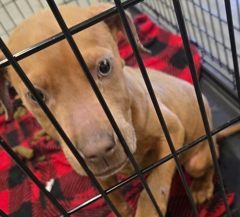 GaPundit | Georgia Politics, Campaigns and Elections