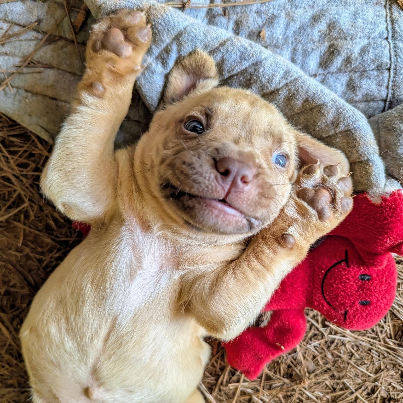 Adoptable (Official) Georgia Dogs for June 18, 2025 | GaPundit