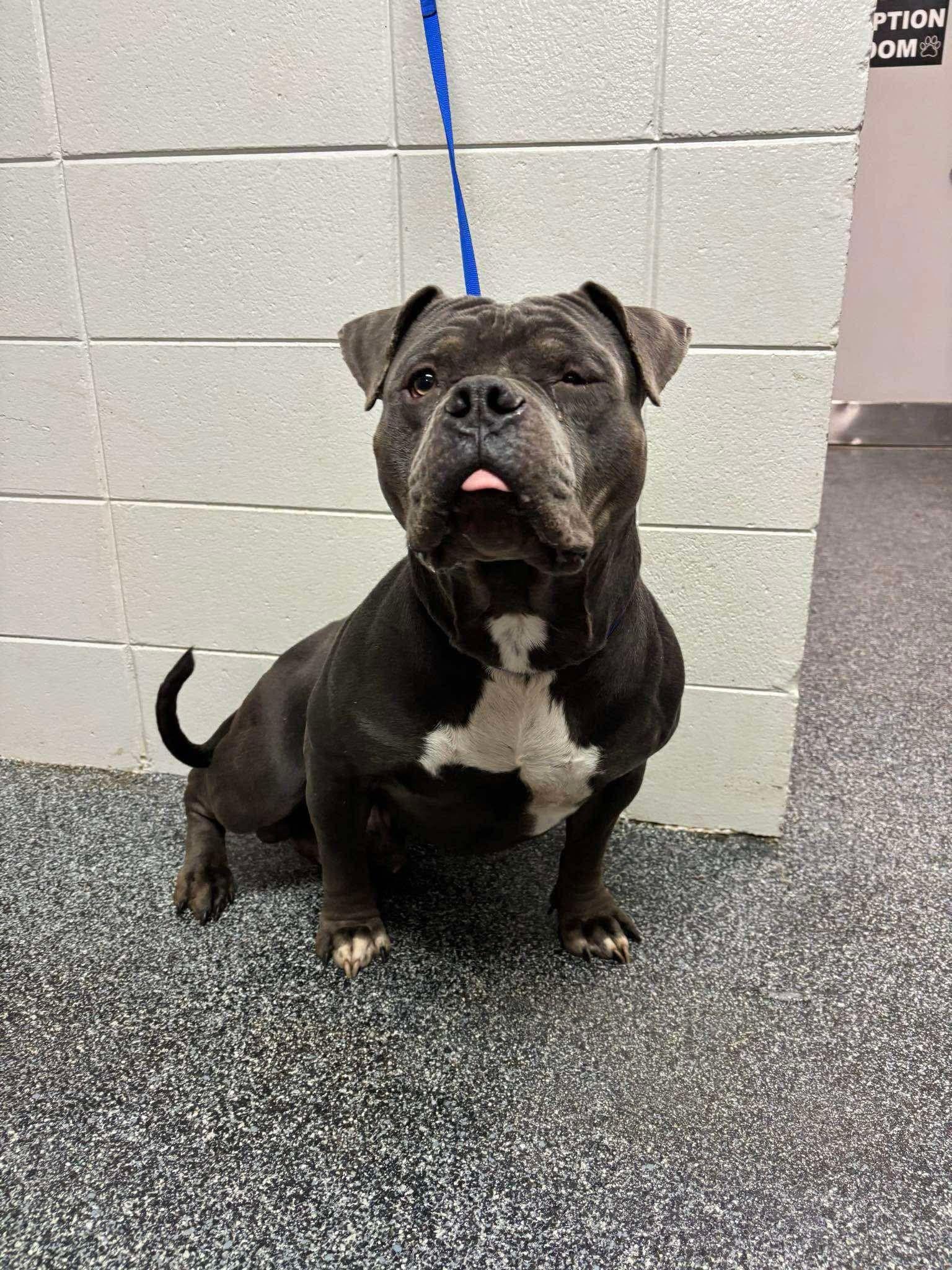 Adoptable (Official) Georgia Dogs for July 7, 2025 | GaPundit